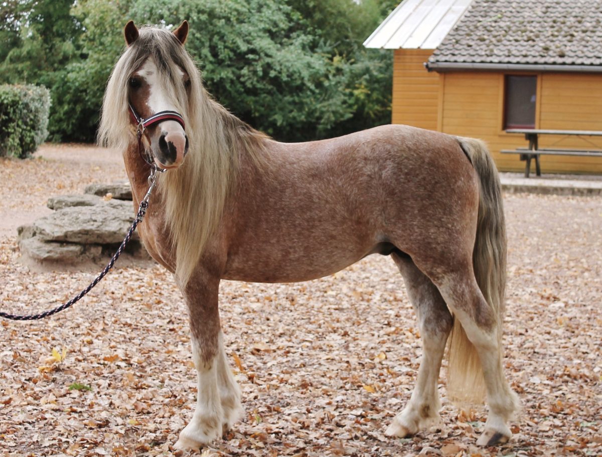 Elevage et vente – Domaine de l'Espérance – Vacances à Cheval et à Poney